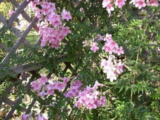 Plantas adecuadas para pérgolas - Bignonia rosa - Pérgolas La Arboleda