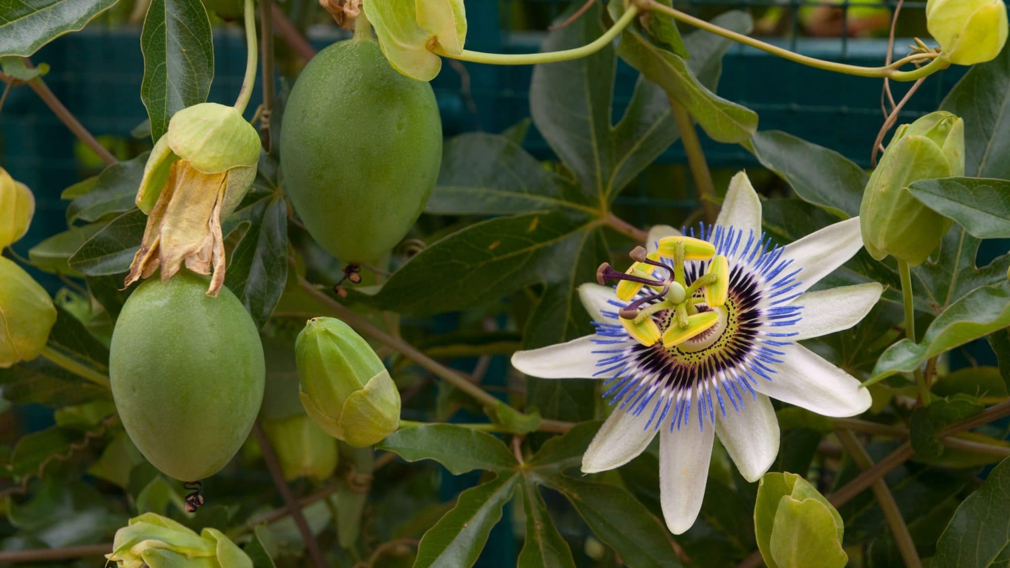 Plantas adecuadas para pérgolas - Passiflora - Pérgolas La Arboleda